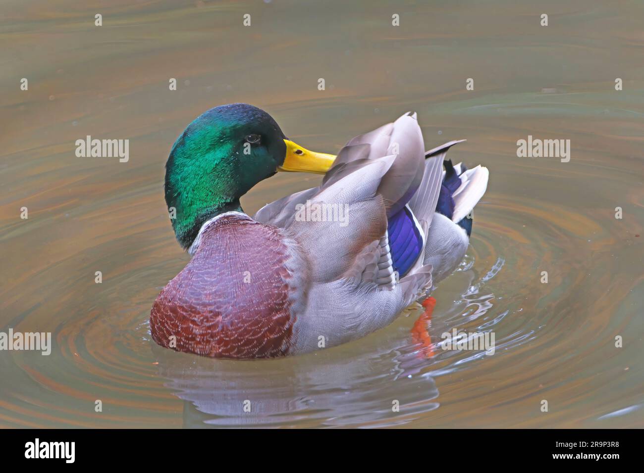 Mallard (Anas platyrhynchos). Drake in breeding plumage showing-off ...