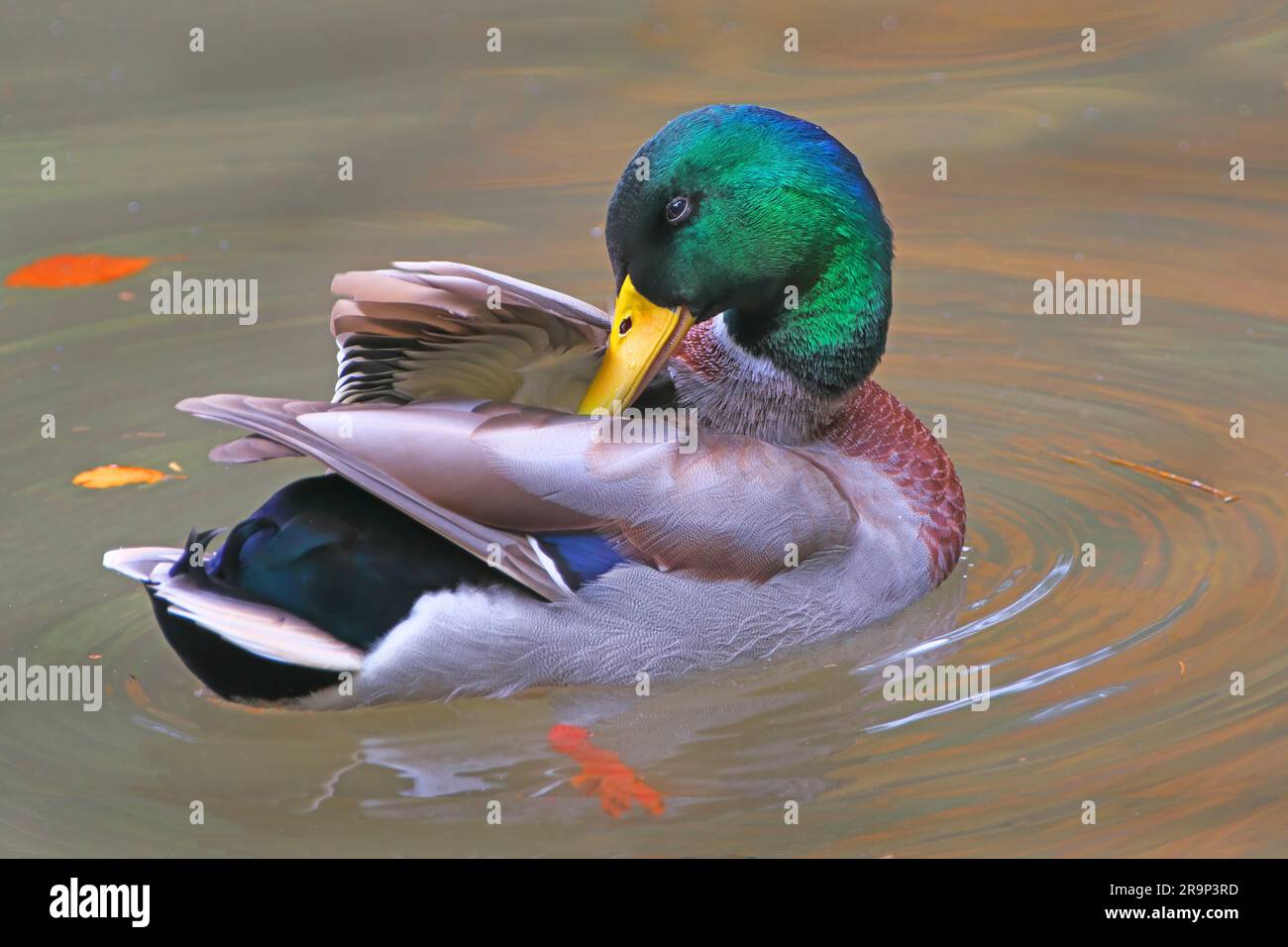 Mallard (Anas platyrhynchos). Drake in breeding plumage showing-off ...