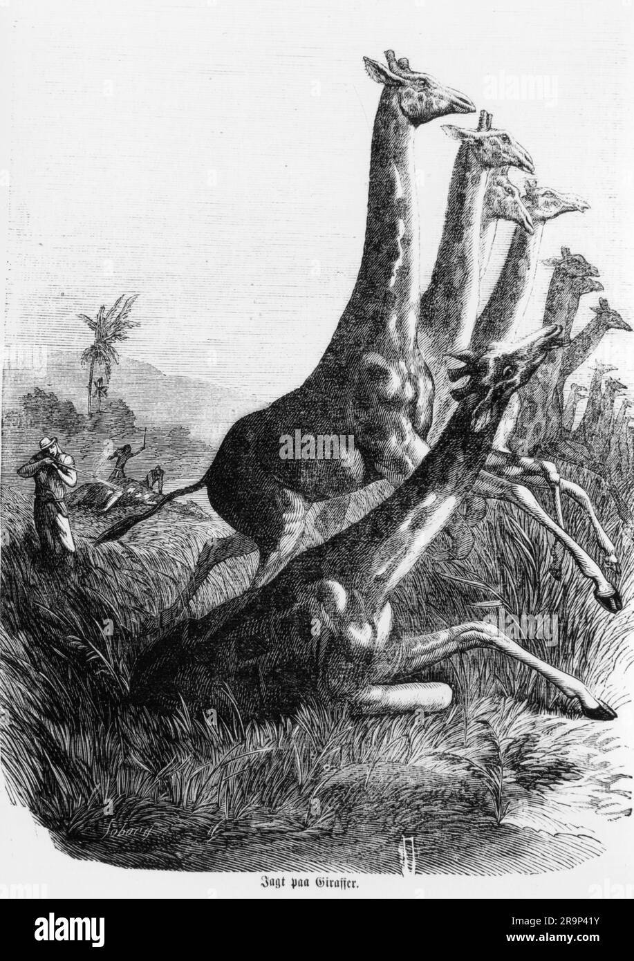 Giraffe drawing hi-res stock photography and images - Alamy
