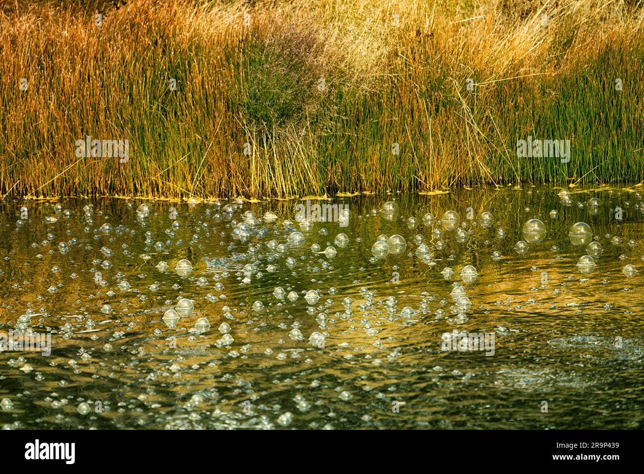 Bubbles from underground hot springs. Mud Volcano. Yellowstone National ...