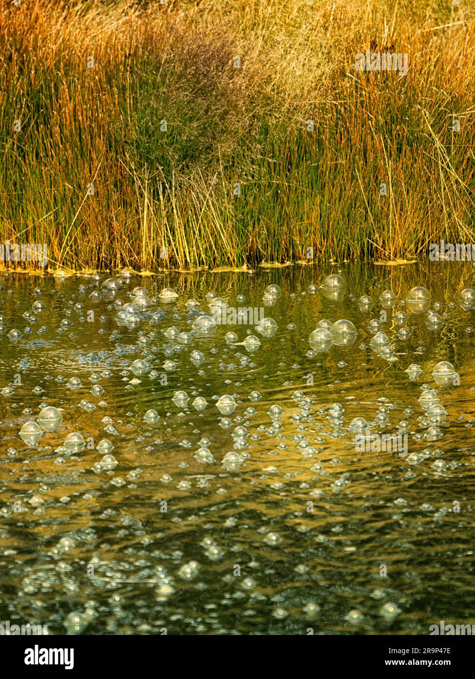 Bubbles from underground hot springs. Mud Volcano. Yellowstone National ...