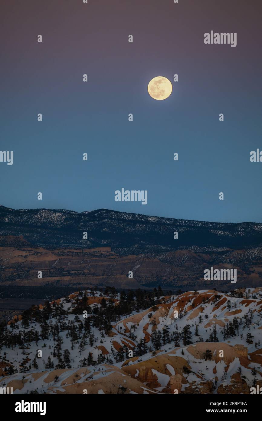 Full moon over spruce forest hi-res stock photography and images - Alamy