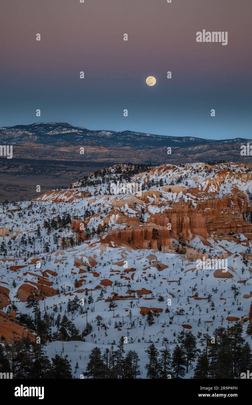 Full moon over spruce forest hi-res stock photography and images - Alamy