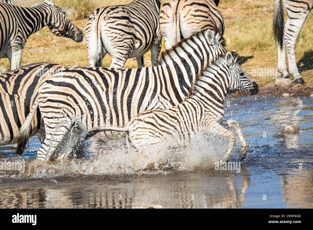 Zebra calf hi-res stock photography and images - Alamy