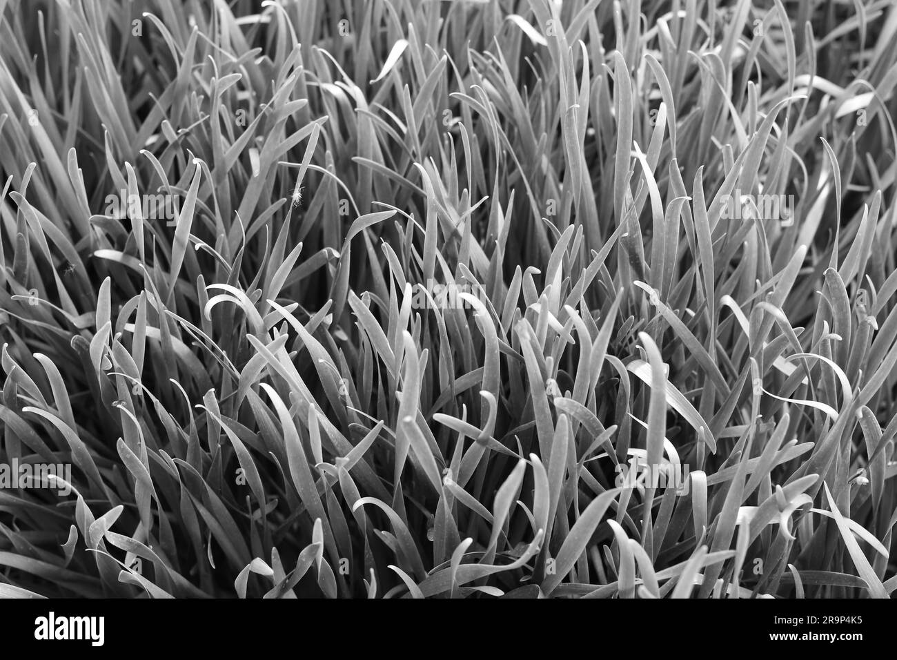 Full frame minimalist view of many blades of grass growing in the ...