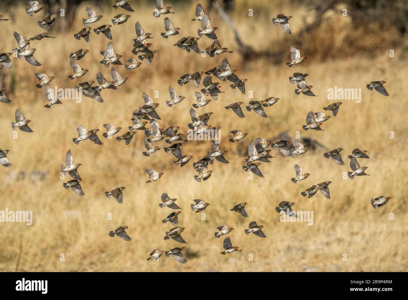 Finches flying hi-res stock photography and images - Alamy