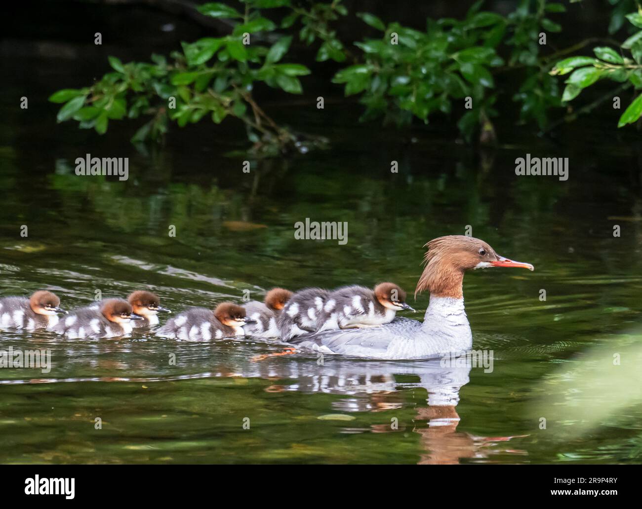 A female Goosander; Mergus merganser with a brood of ducklings riding ...
