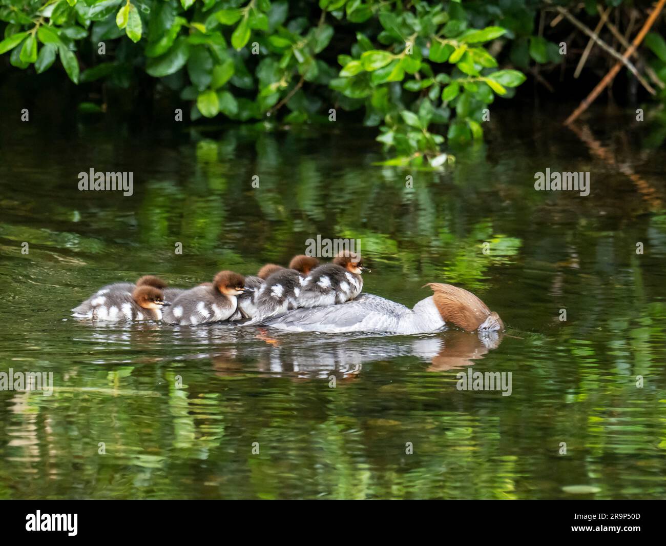 A female Goosander; Mergus merganser with a brood of ducklings riding ...