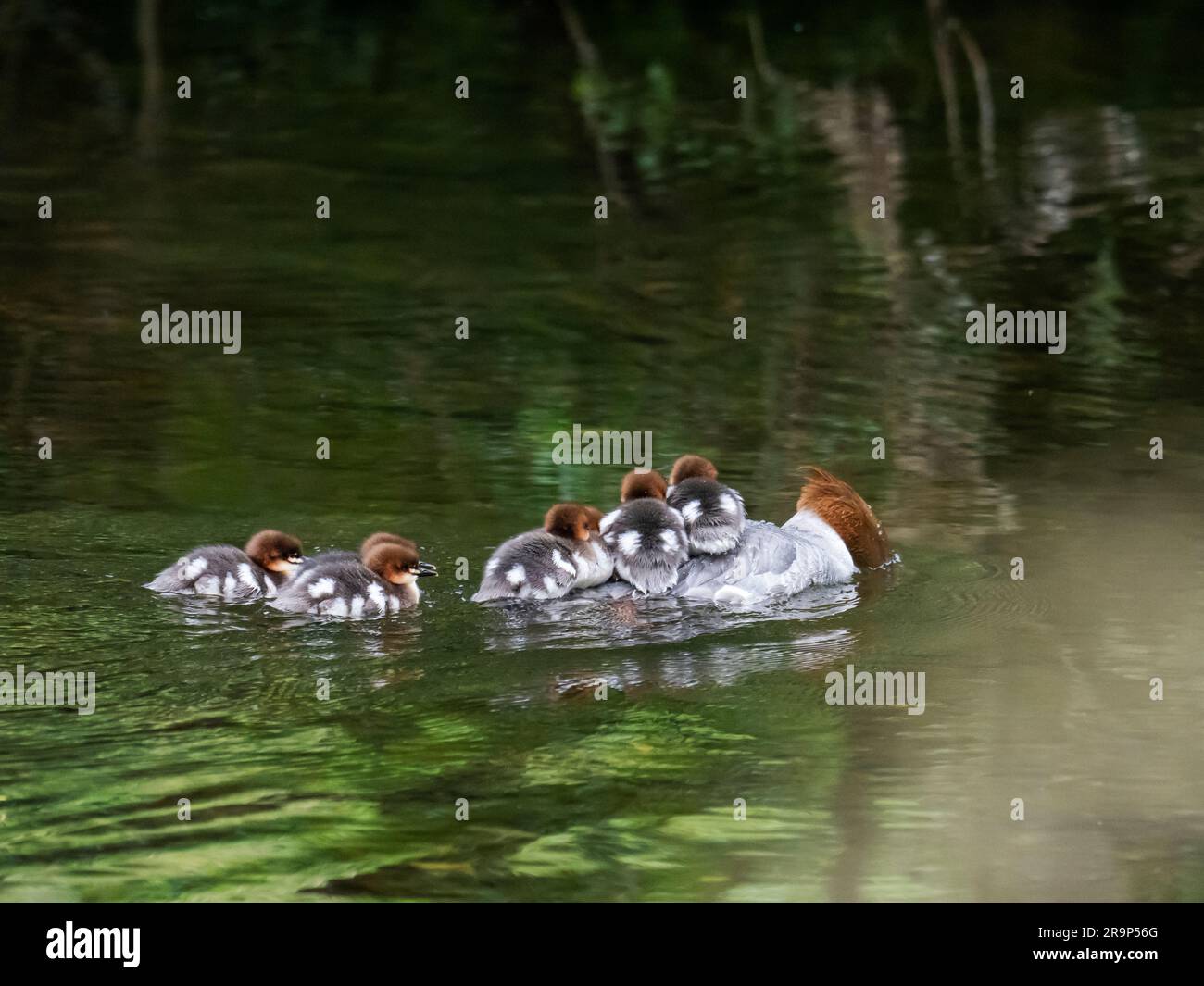A female Goosander; Mergus merganser with a brood of ducklings riding ...
