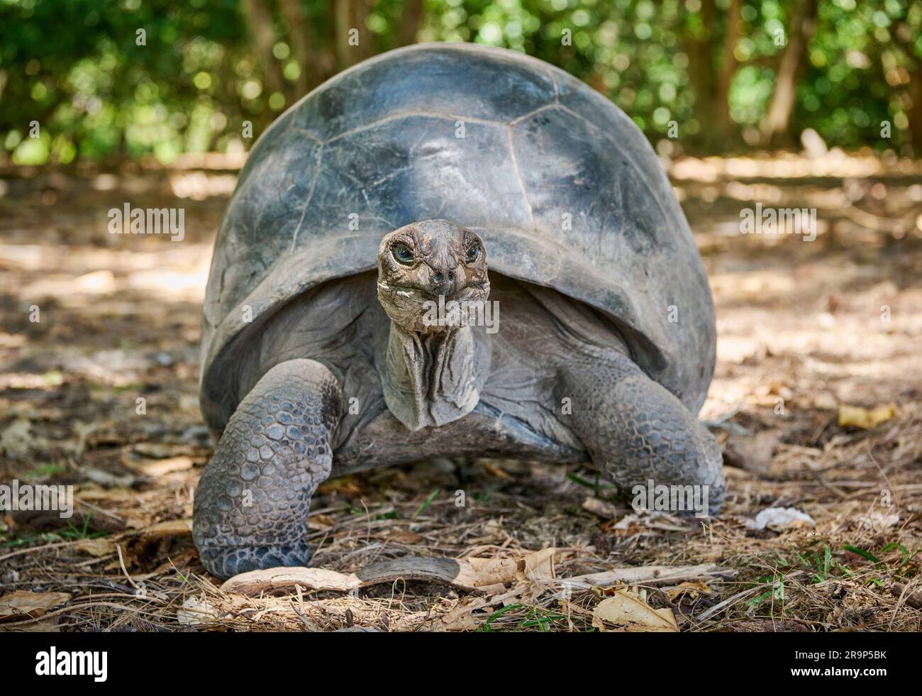 Seychelles tortoise beach hi-res stock photography and images - Alamy