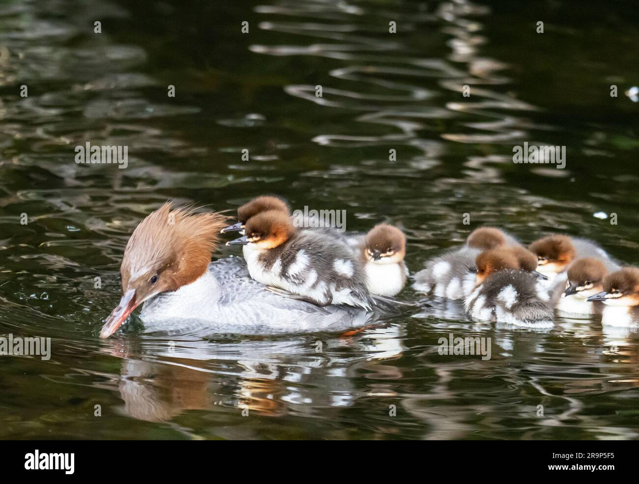 Merganser with brood hi-res stock photography and images - Alamy