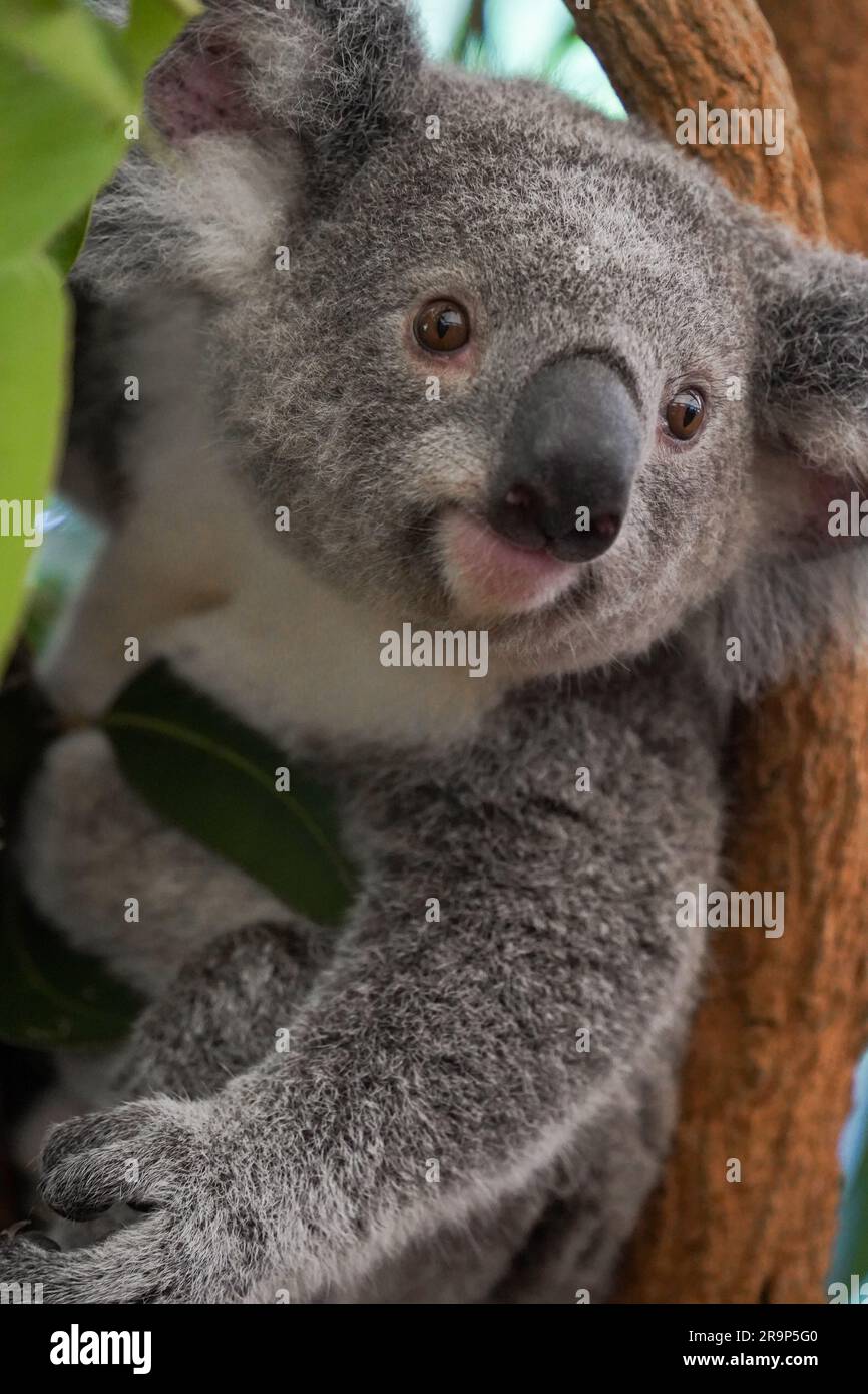 A vertical closeup shot of a cute koala bear on a tree branch Stock ...