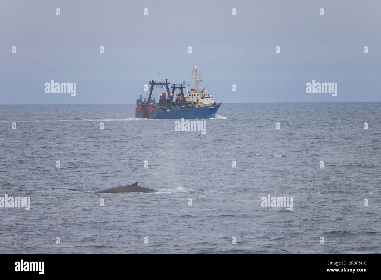 Fin Whale (Balaenoptera physalus) breaking through the surface in front ...