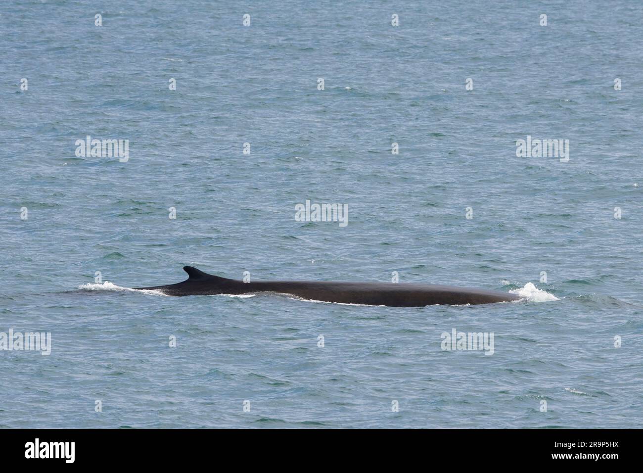 Fin Whale (Balaenoptera physalus) breaking through the surface ...