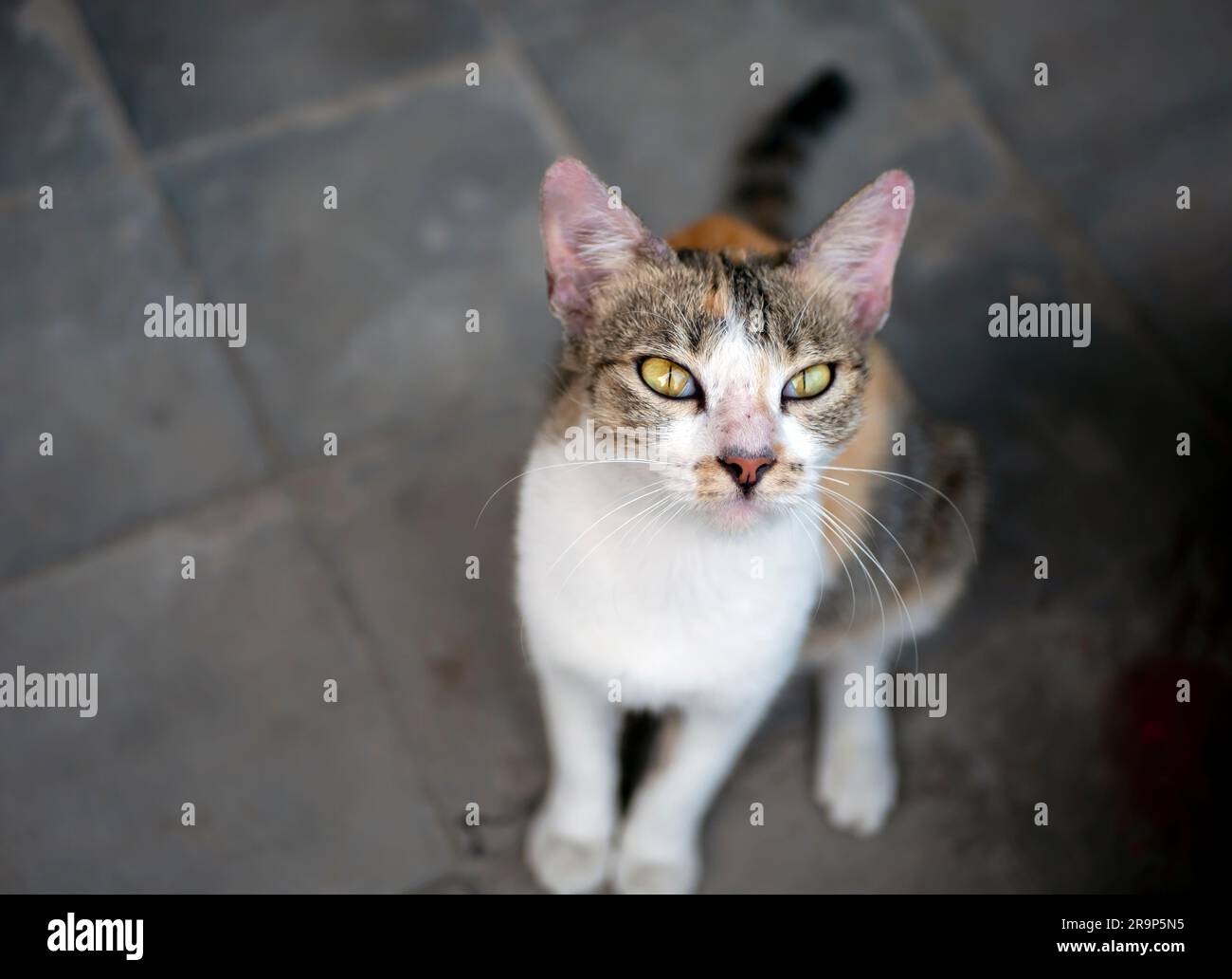 A cute local cat with pink nose, in shallow focus. Animal background ...