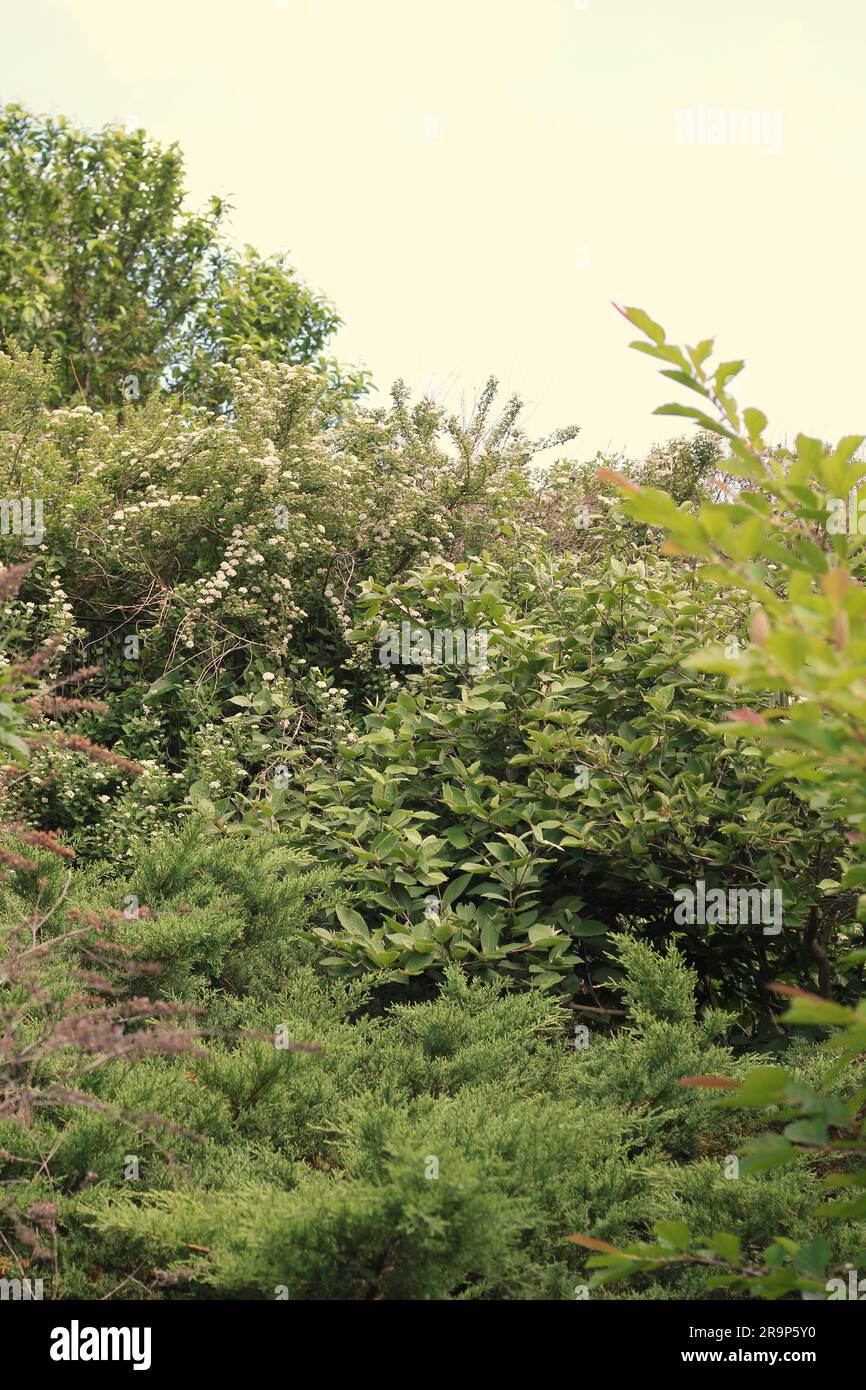 Bright green summer meadow overgrown with lots of bushes and plants ...