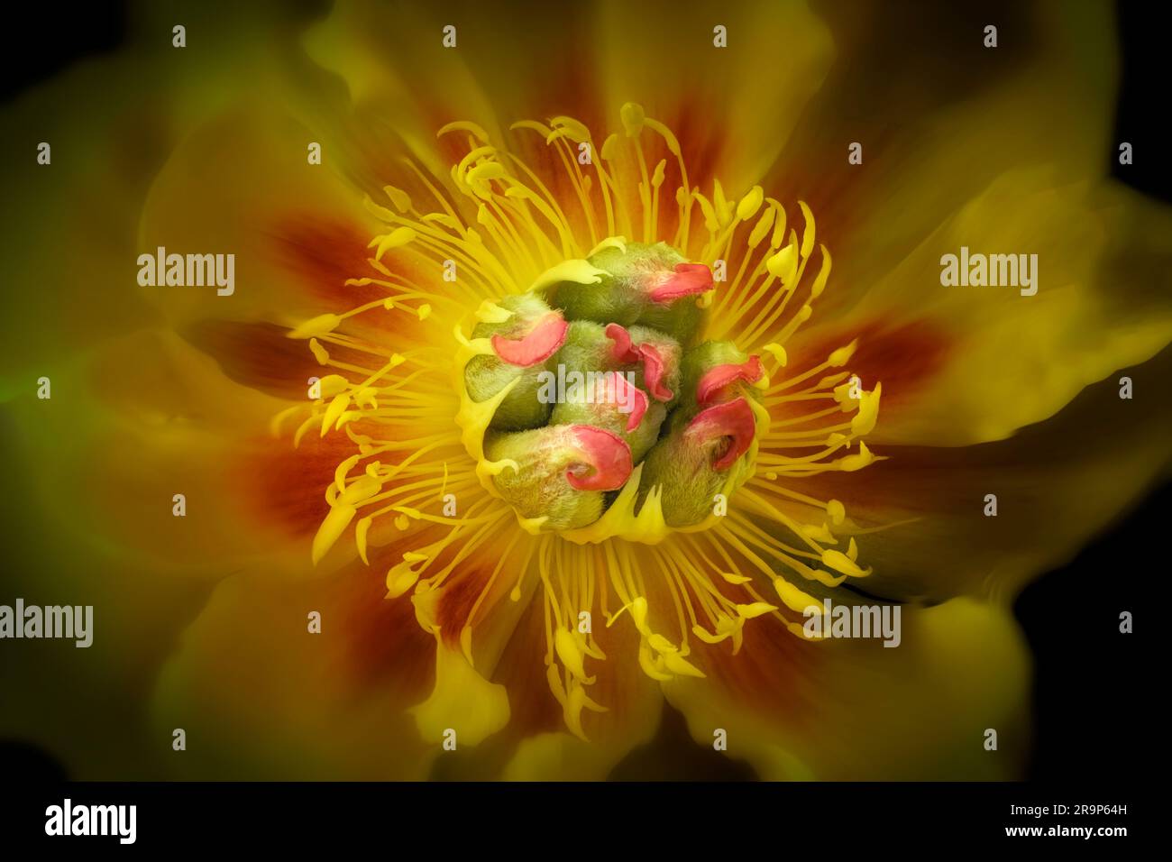 Peone hi-res stock photography and images - Alamy