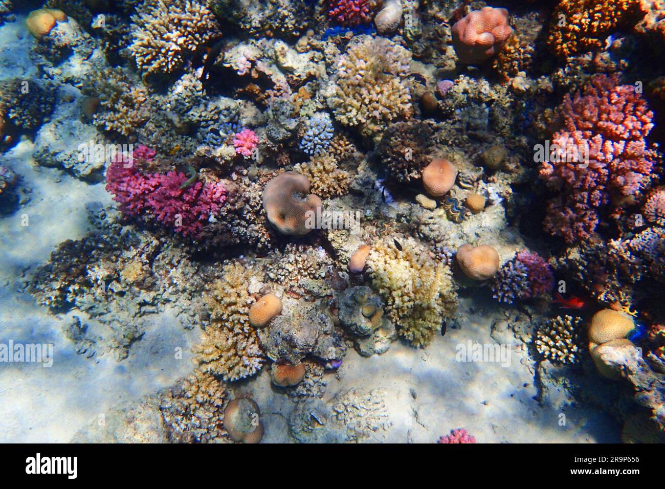 coral reef in egypt as nice natural landscape Stock Photo - Alamy