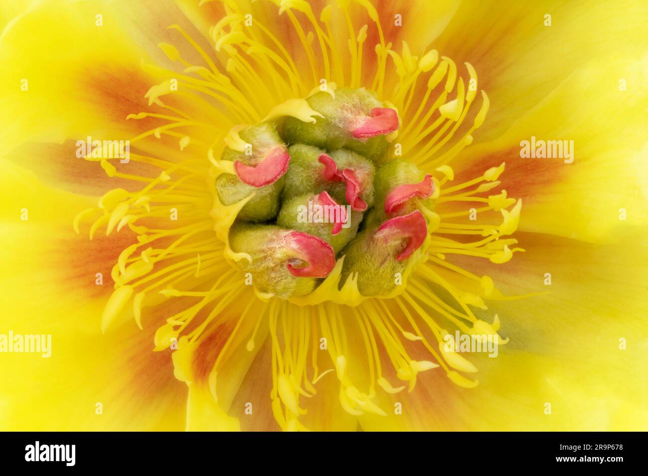 Peone hi-res stock photography and images - Alamy