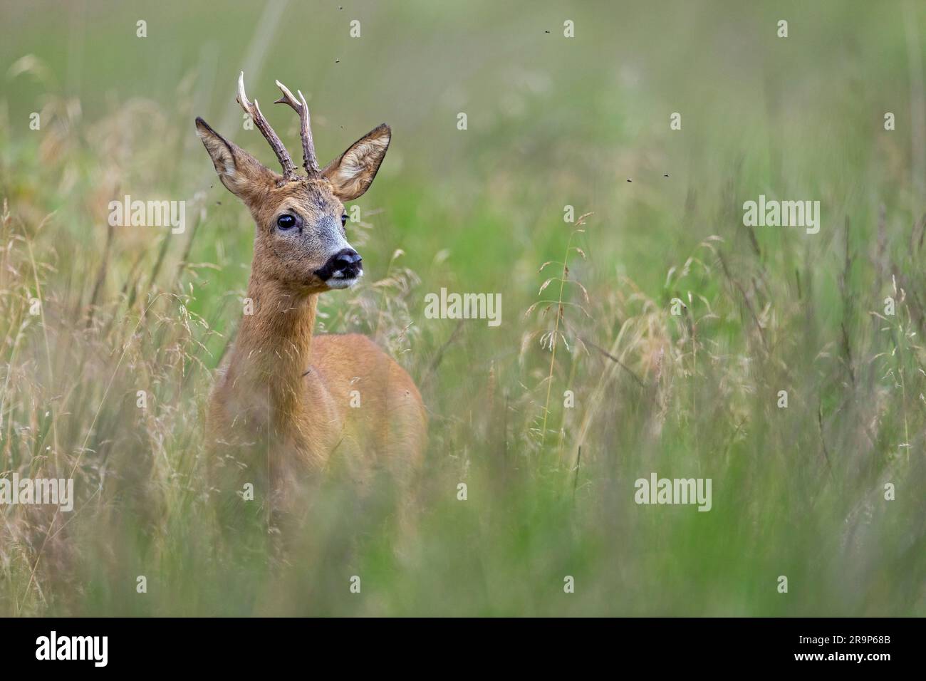 Western Roe Deer (Capreolus capreolus). Roebuck standing in tall grass ...