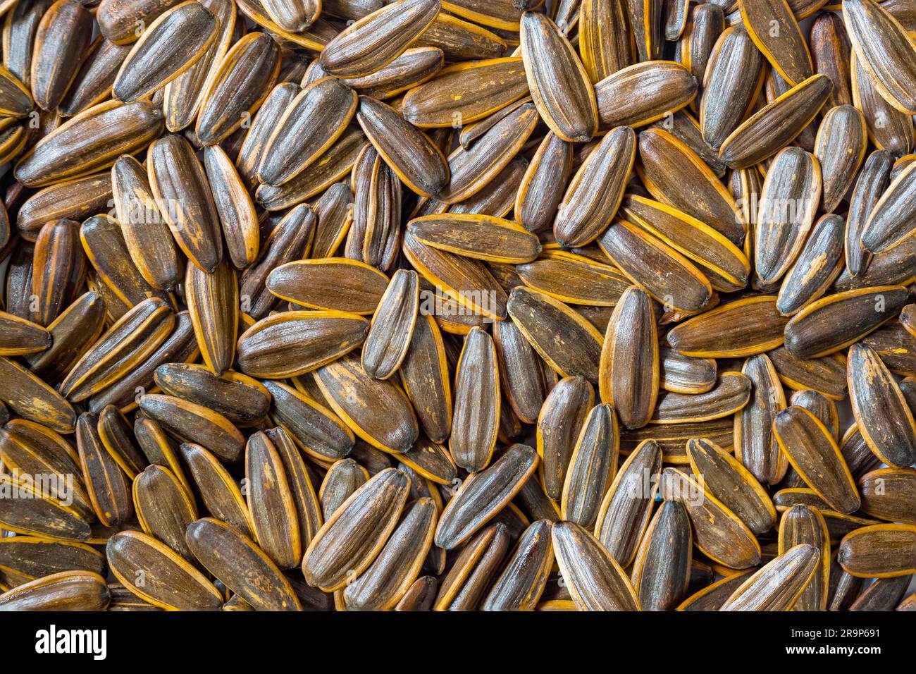 Top view pile of organic salted delicious sunflower seeds as a ...