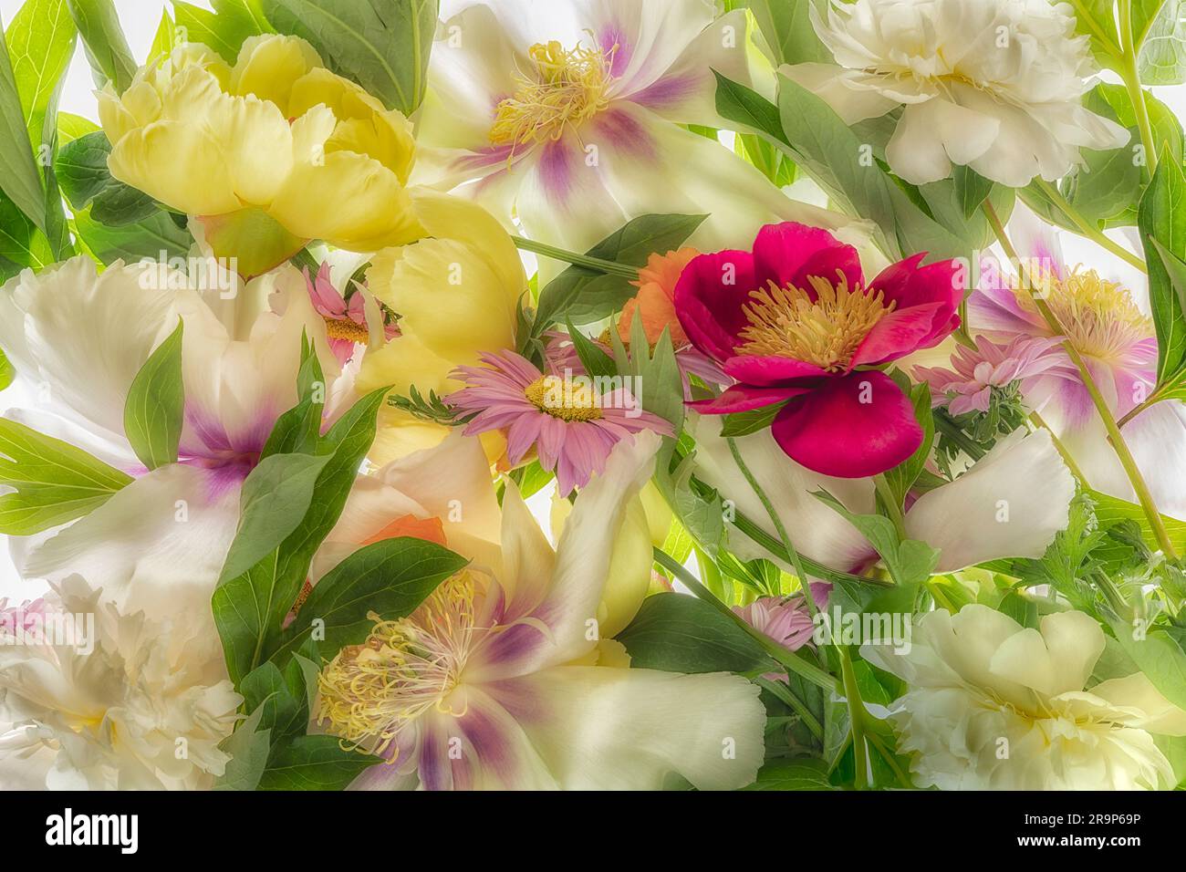 Mostly floral hi-res stock photography and images - Alamy