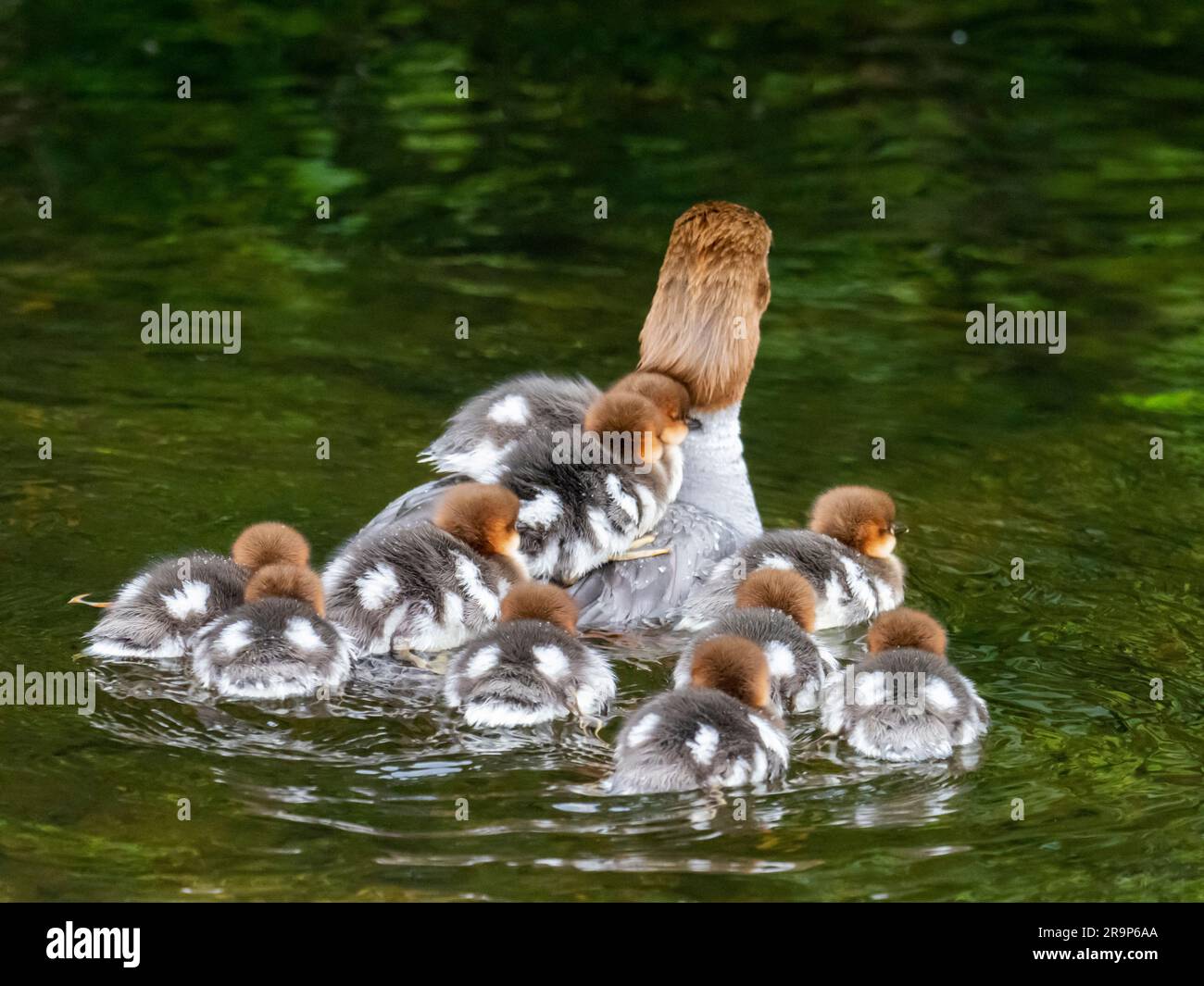 A female Goosander; Mergus merganser with a brood of ducklings riding ...