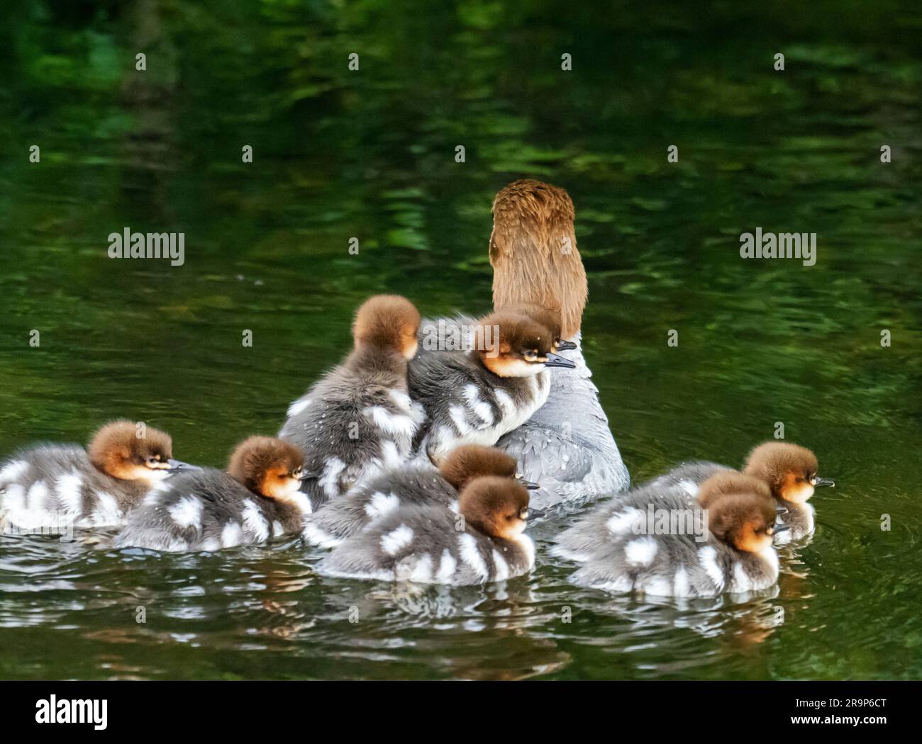 A female Goosander; Mergus merganser with a brood of ducklings riding ...