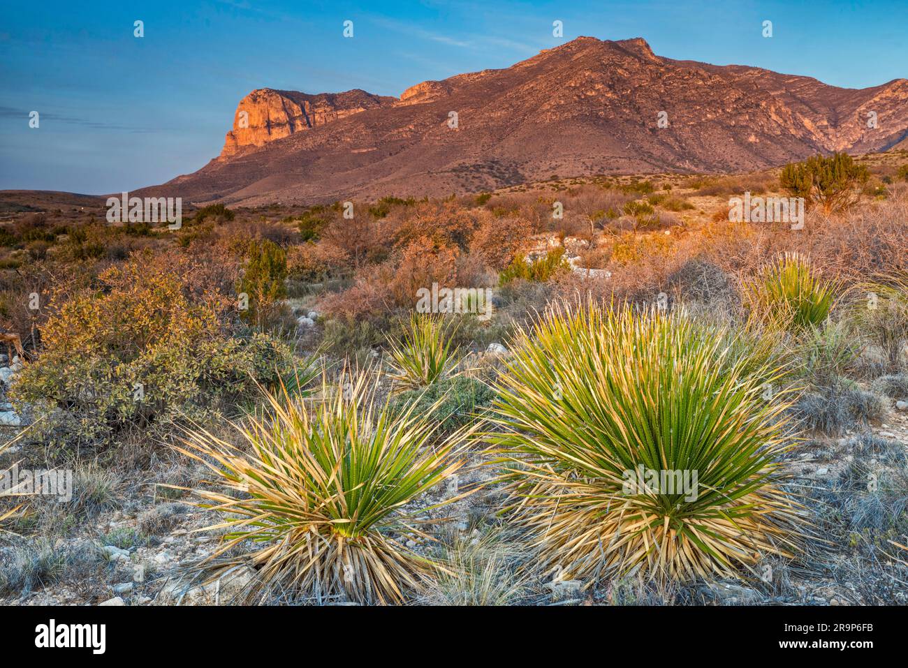 Guadalupe Mountains at sunrise, El Capitan on left, sotols in ...