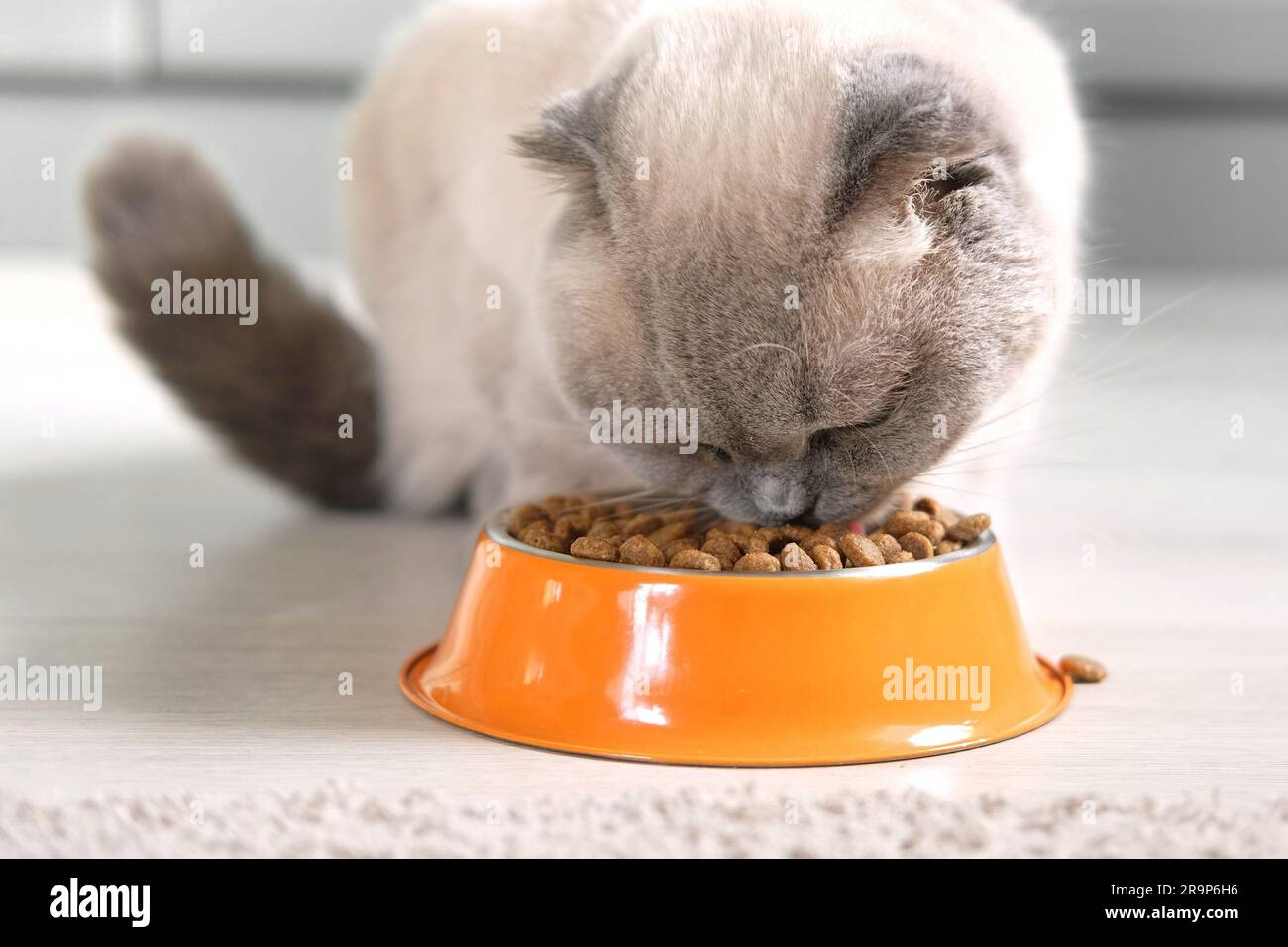 Cat Eating from Bowl. Young Cat Eats Food, Licking Tongue. Feline ...