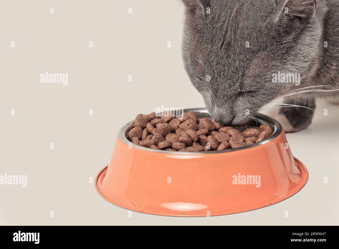 Cat Eating from Bowl. Young Cat Eats Food, Licking Tongue. Feline ...
