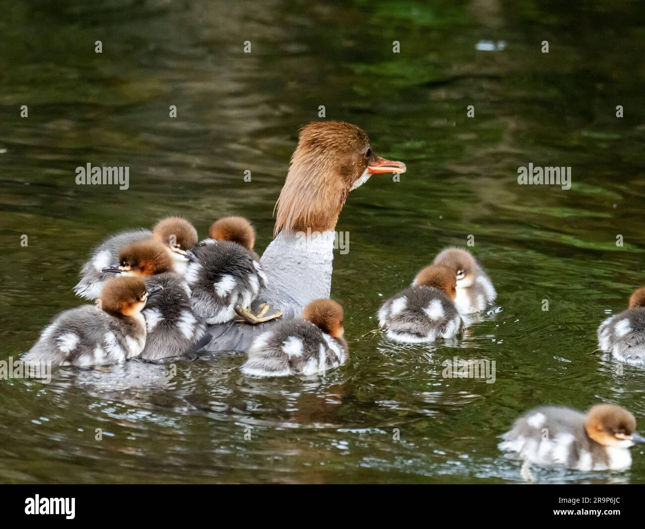 A female Goosander; Mergus merganser with a brood of ducklings riding ...