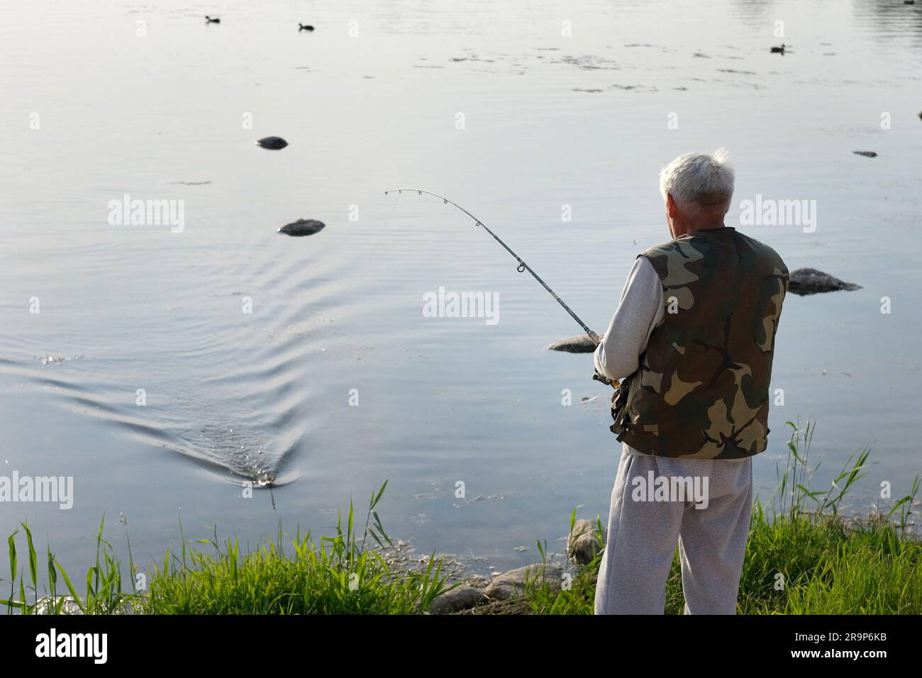 Old man fishing. Senior gray haired fisherman throws a spinning from ...