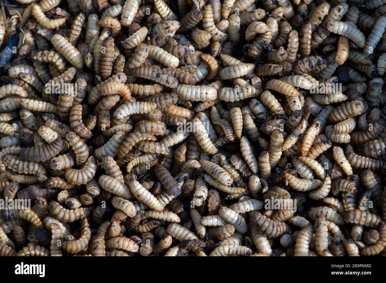 Close up of Black soldier fly (BSF) larvae or maggot, Hermetia Illucens ...