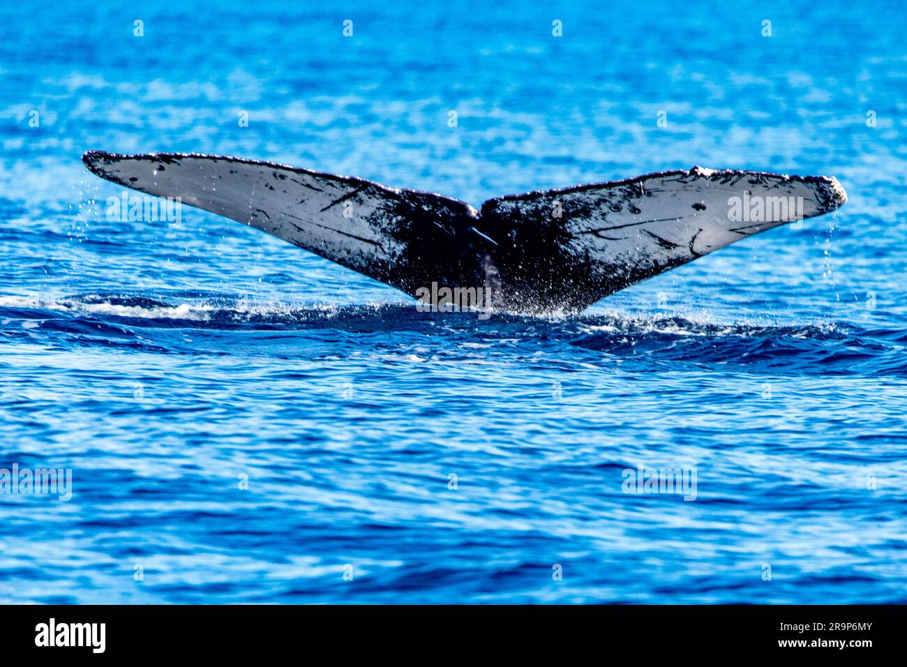 Tail of a humpback whale diving in the deep sea waters of Cabo San ...