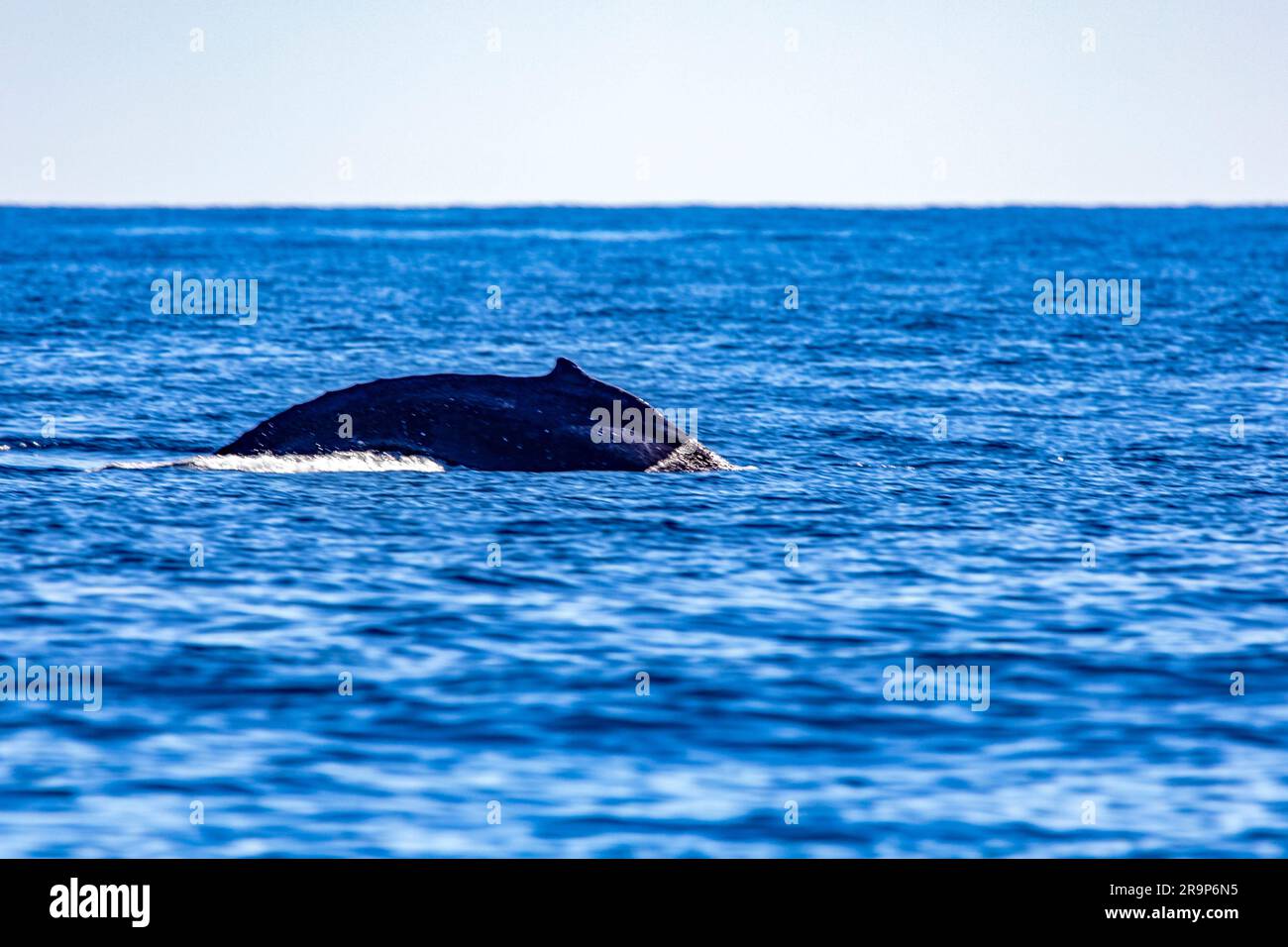 Whale diving into the deep sea, after having submerged to the surface ...