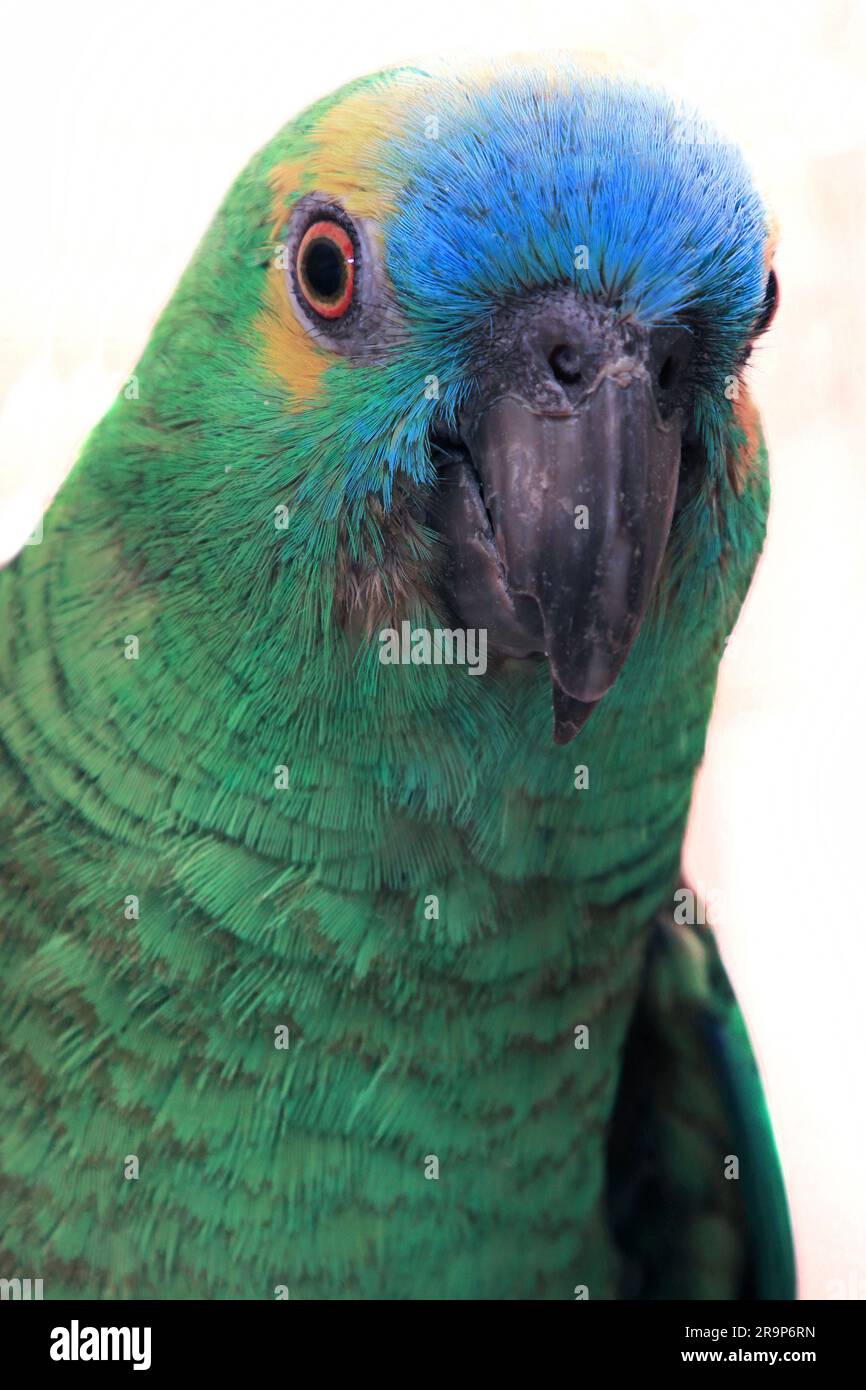 Blue-fronted Amazon (Amazona aestiva). Portrait of a male. Germany ...