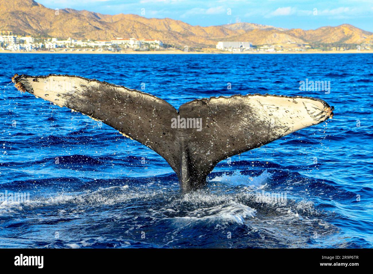 Maginificent humpback whale tail diving into the deep sea waters of ...