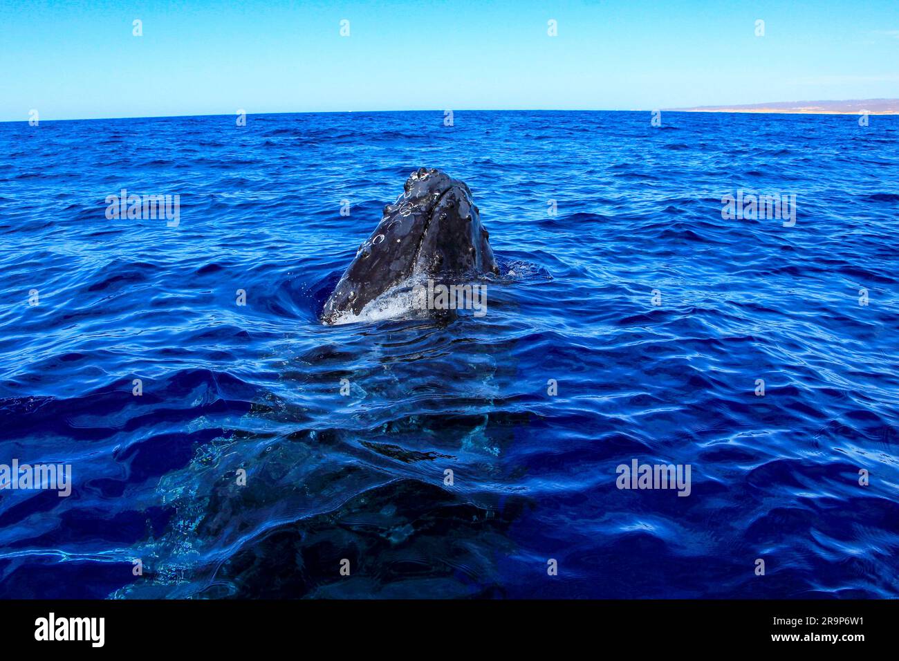 Head of a humpback whale emerging from the deep sea waters of Cabo San ...