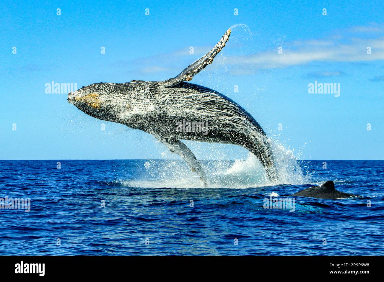 Huge humpback whale emerging from the deep sea waters of Cabo San Lucas ...