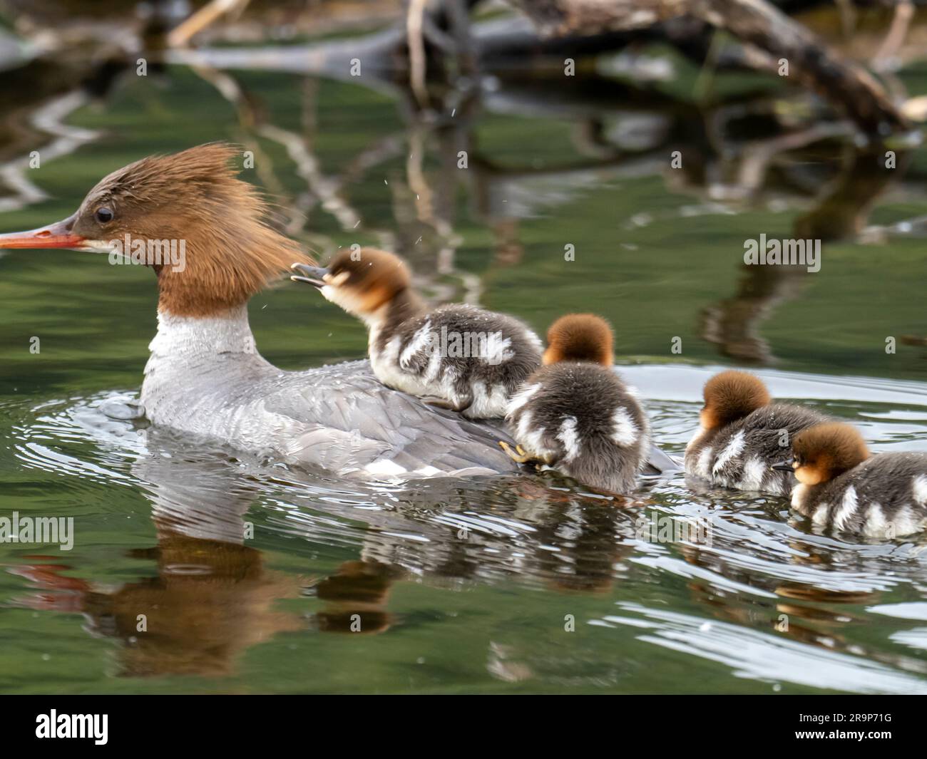 A female Goosander; Mergus merganser with a brood of ducklings riding ...