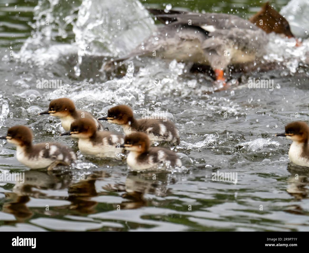 Goosander; Mergus merganser ducklings on the River Brathay in Ambleside ...