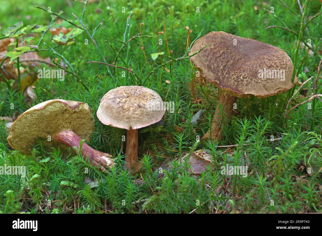 Red Cracking Bolete (Xerocomellus chrysenteron). Fruit bodies grow on ...
