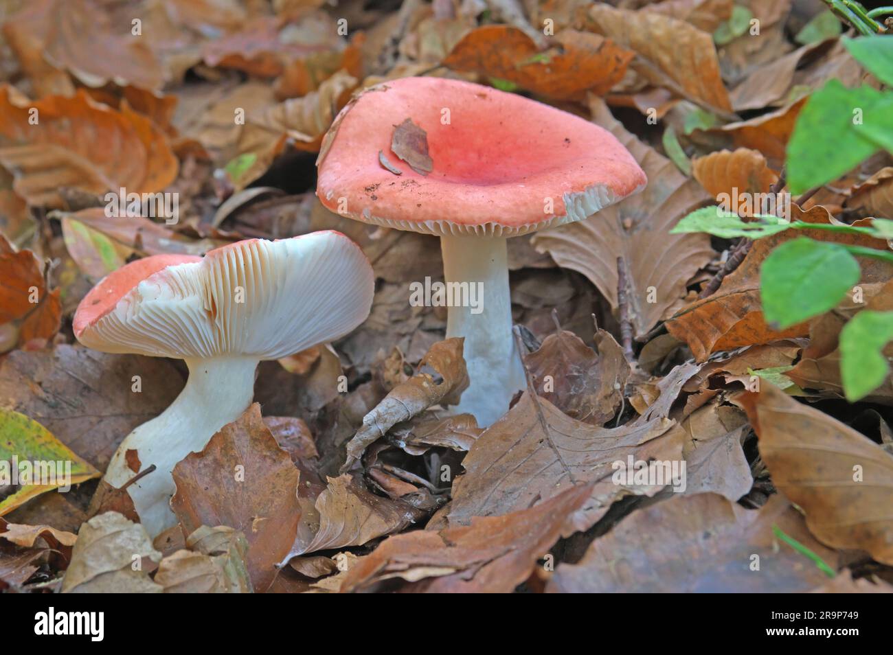 Russula laeta growing in a deciduous forest. Germany Stock Photo - Alamy