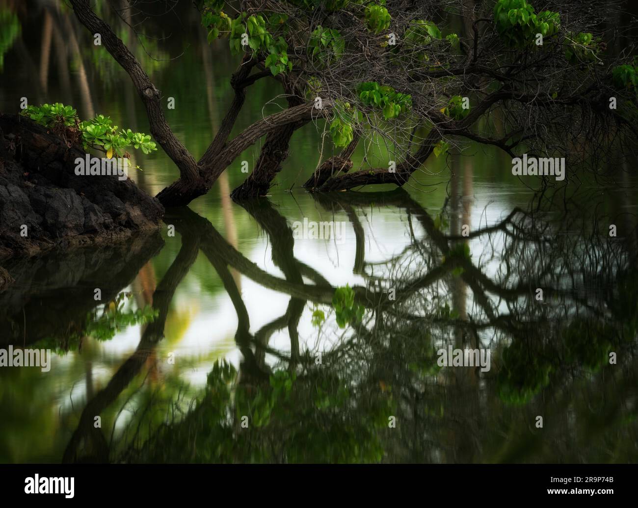 Tree reflection in Ancient Hawaiian Fish Ponds - Kalahuiipuaa. Hawaii ...