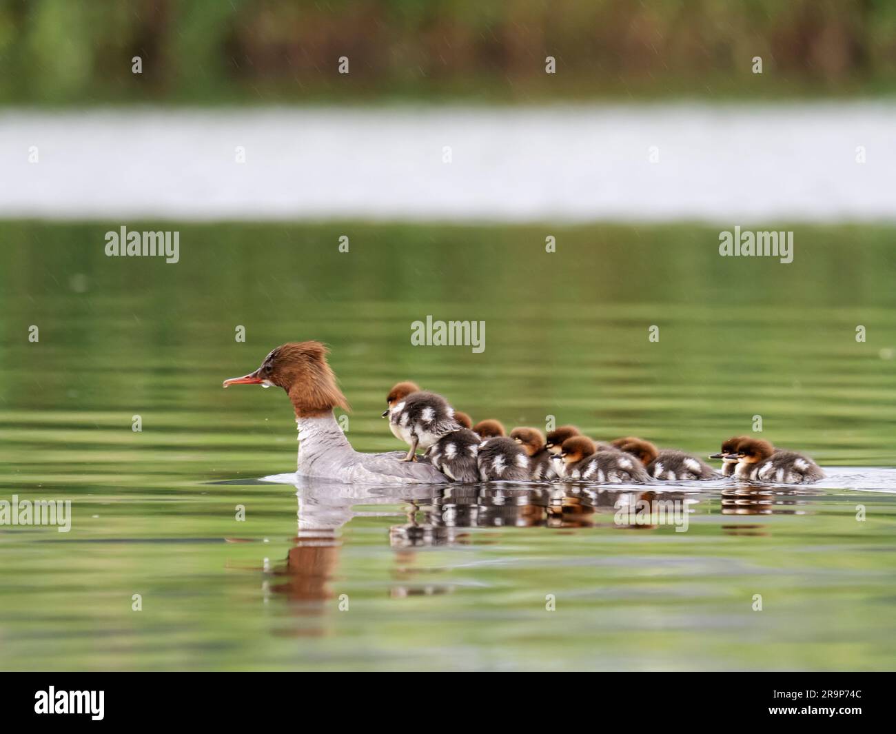 A female Goosander; Mergus merganser with a brood of ducklings riding ...