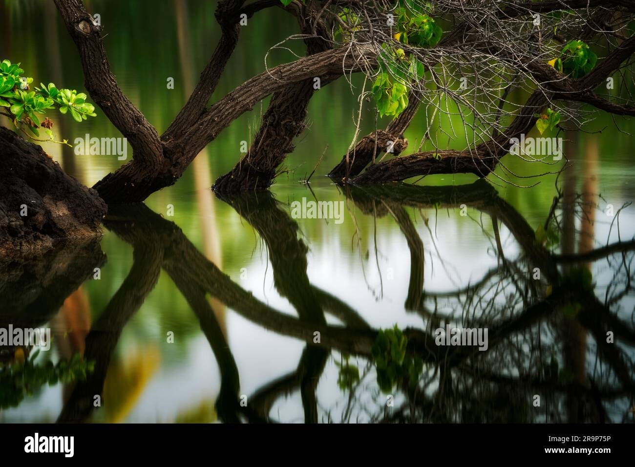 Tree reflection in Ancient Hawaiian Fish Ponds - Kalahuiipuaa. Hawaii ...