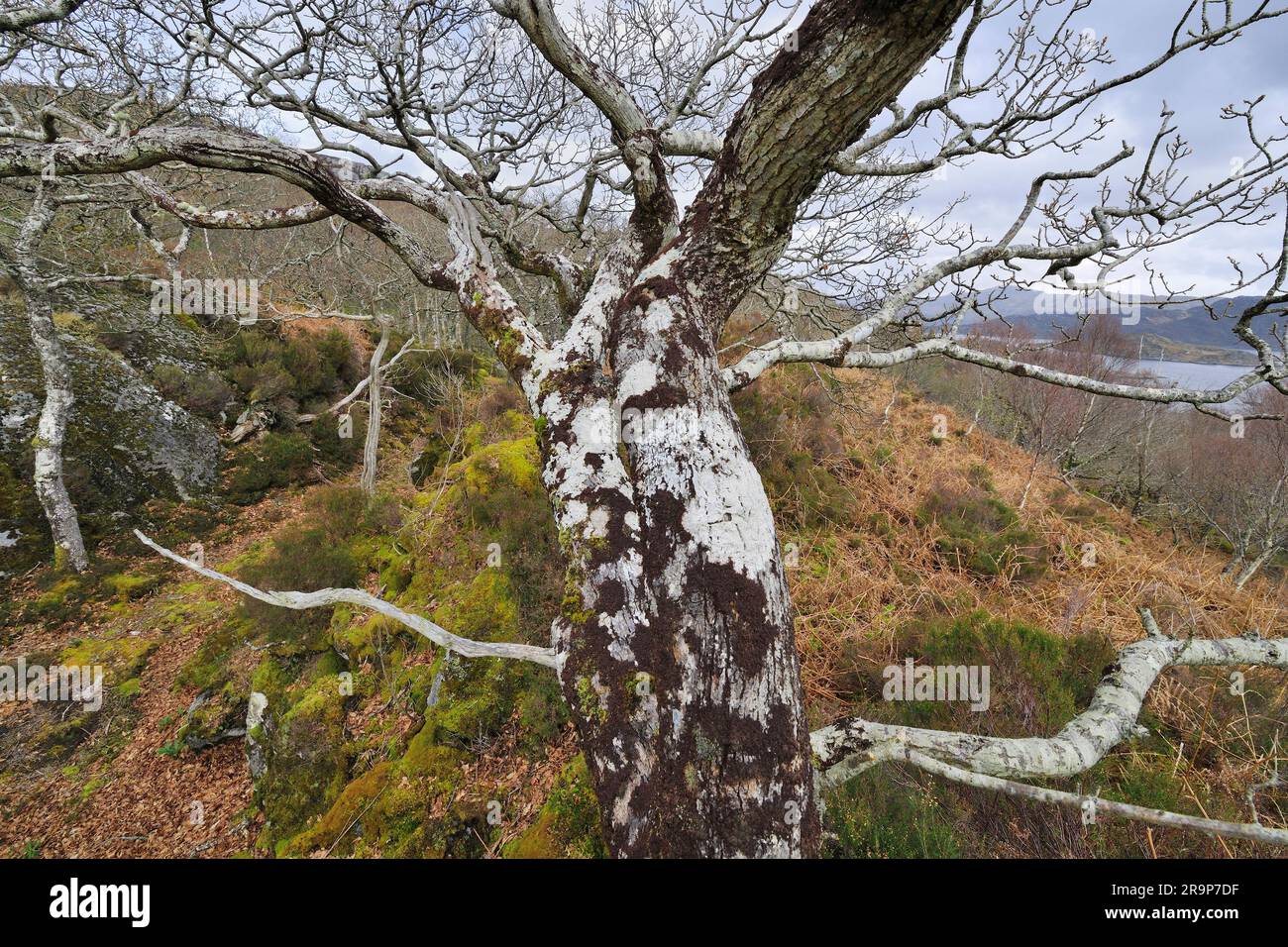 Oak woods scotland hi-res stock photography and images - Alamy