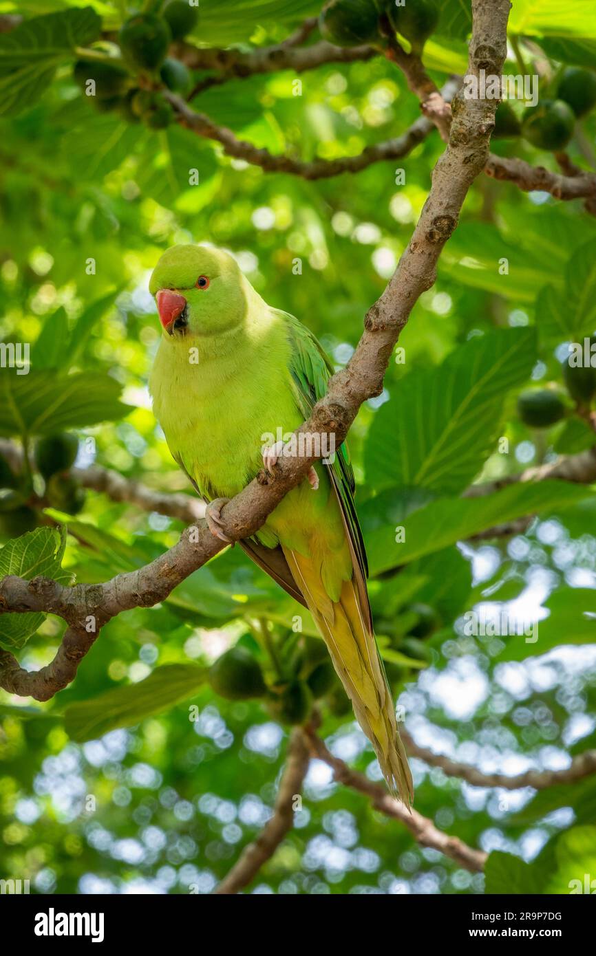 Wild green ringneck parakeet on a branch in a tree in St James park ...
