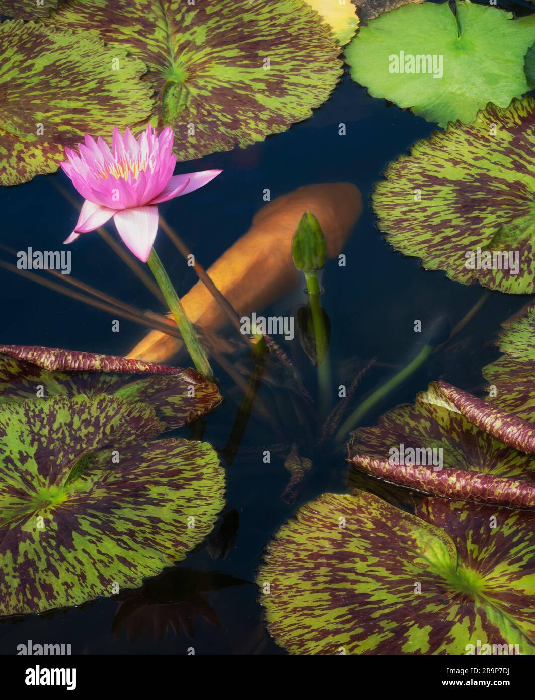 Water lilly koi hi-res stock photography and images - Alamy